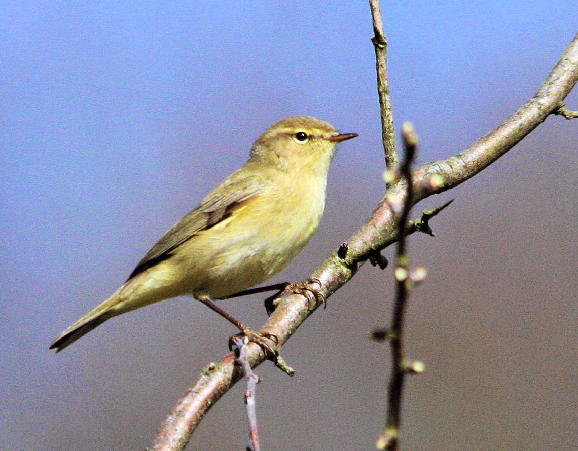 Birding with Flowers: Next Term, 7: Willow Warbler